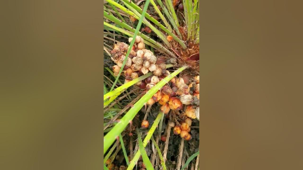 ثمار نبتة الدوم وقد اكلتها حيوانات الغابة. - YouTube