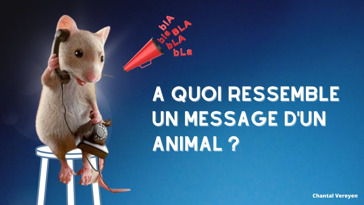 A quoi ressemble le message d'un animal - YouTube