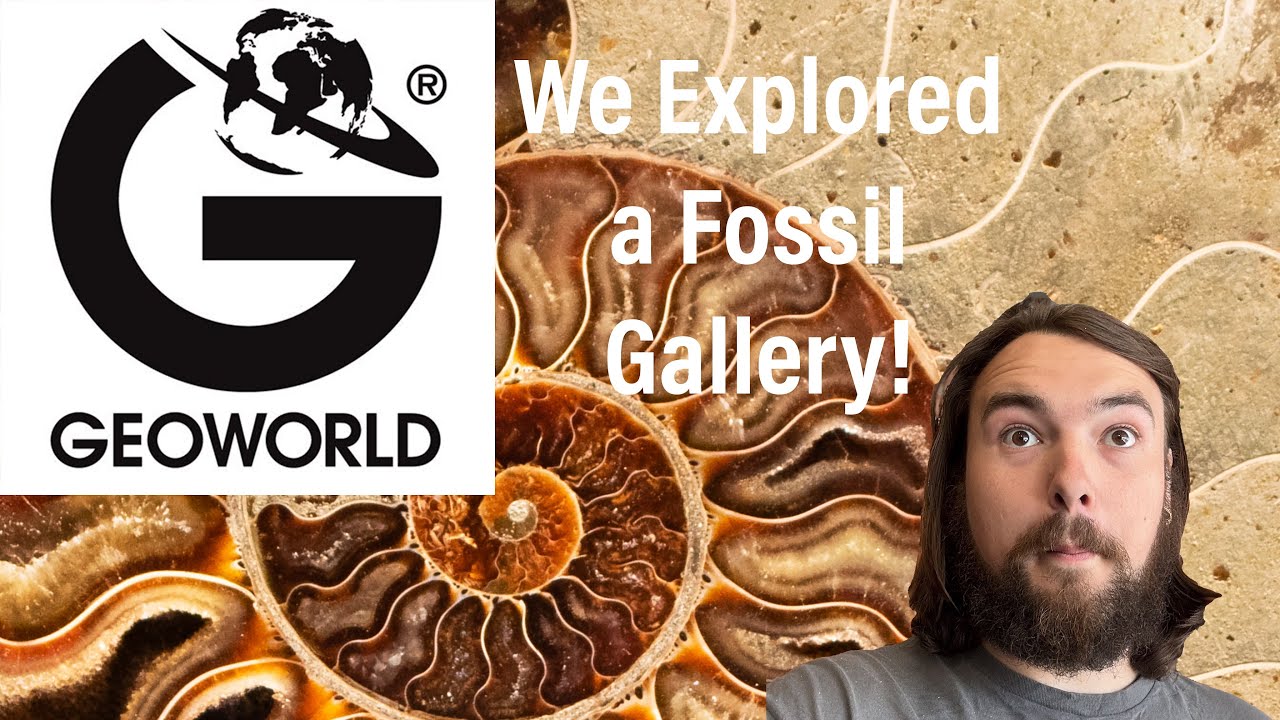 We explored An Incredible Fossil Gallery! - YouTube