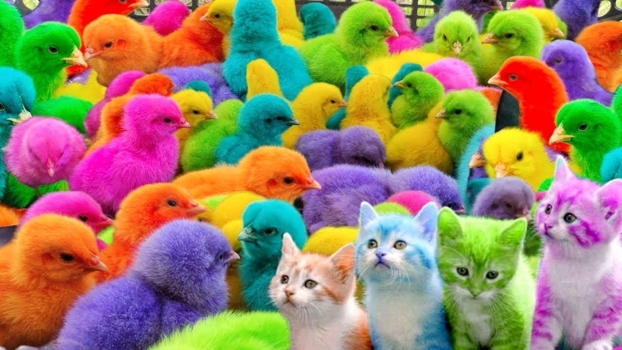 Cute Baby Chickens - Funny Baby chicks - YouTube