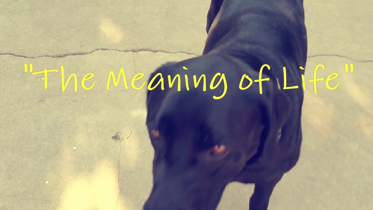 Meaning of Life (PC) - YouTube