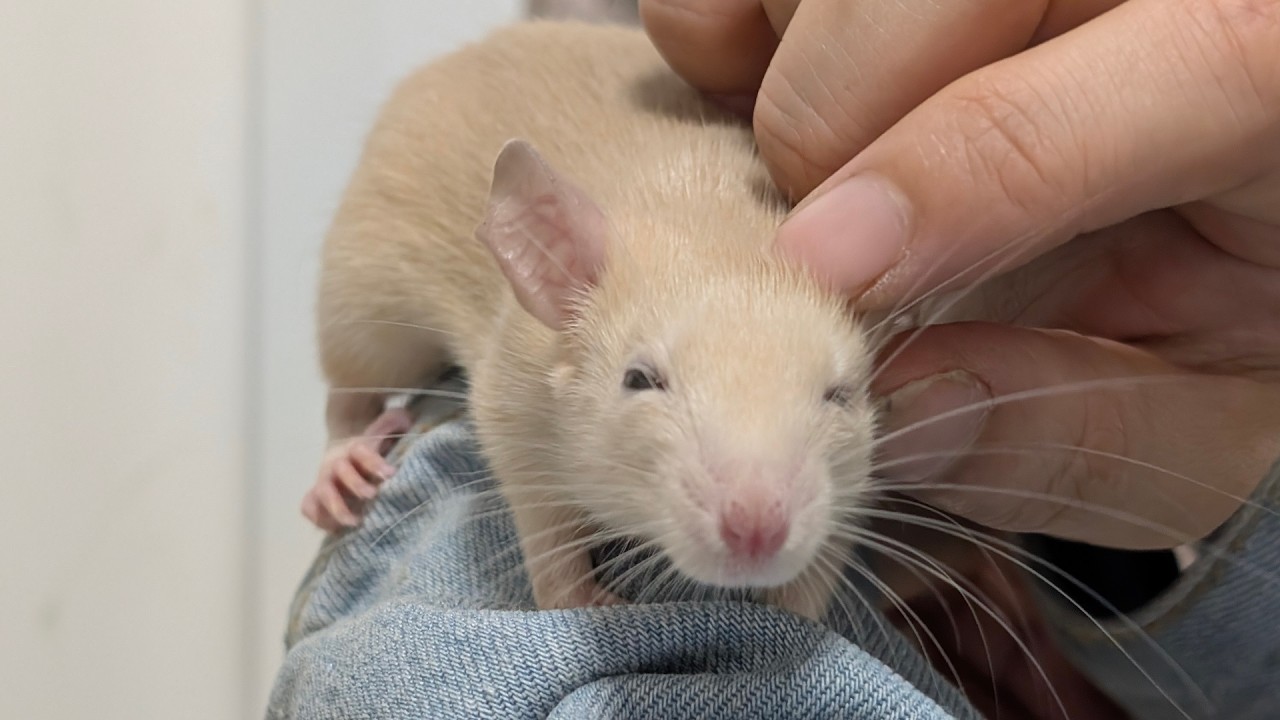 Blonde roof rats are calmer and friendlier: does Popeye's color affect ...