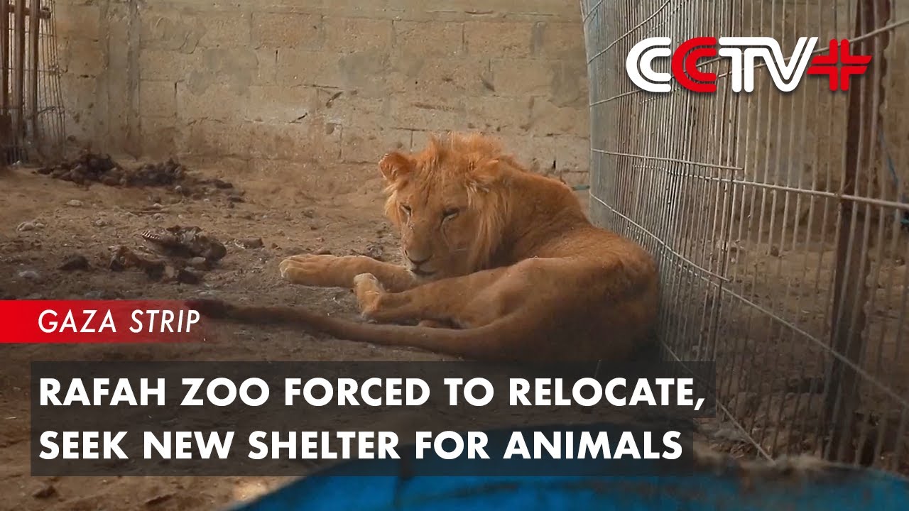 Rafah Zoo Forced to Relocate, Seek New Shelter for Animals - YouTube