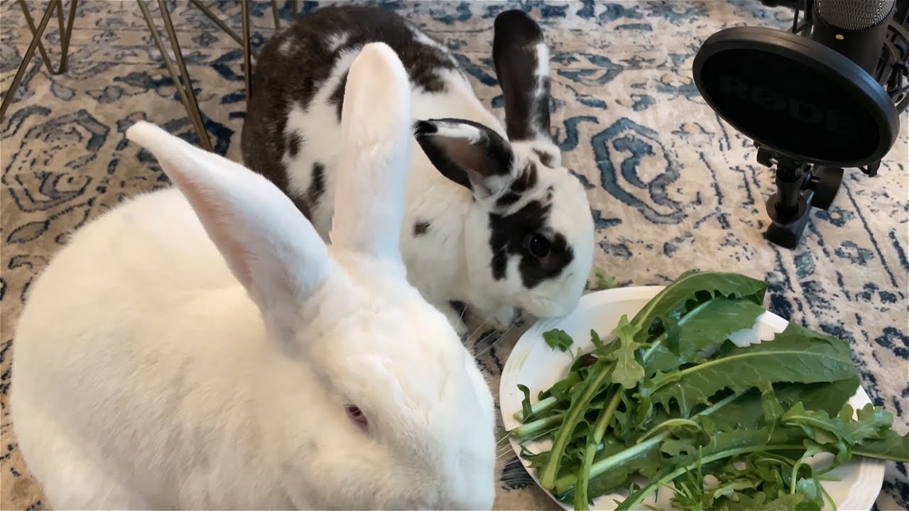 Bunny mukbang! | Rabbits eating ASMR | Dandelion greens, arugula, and a ...