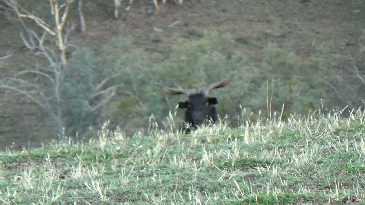 Buck fever strikes seasoned bow hunter. - YouTube