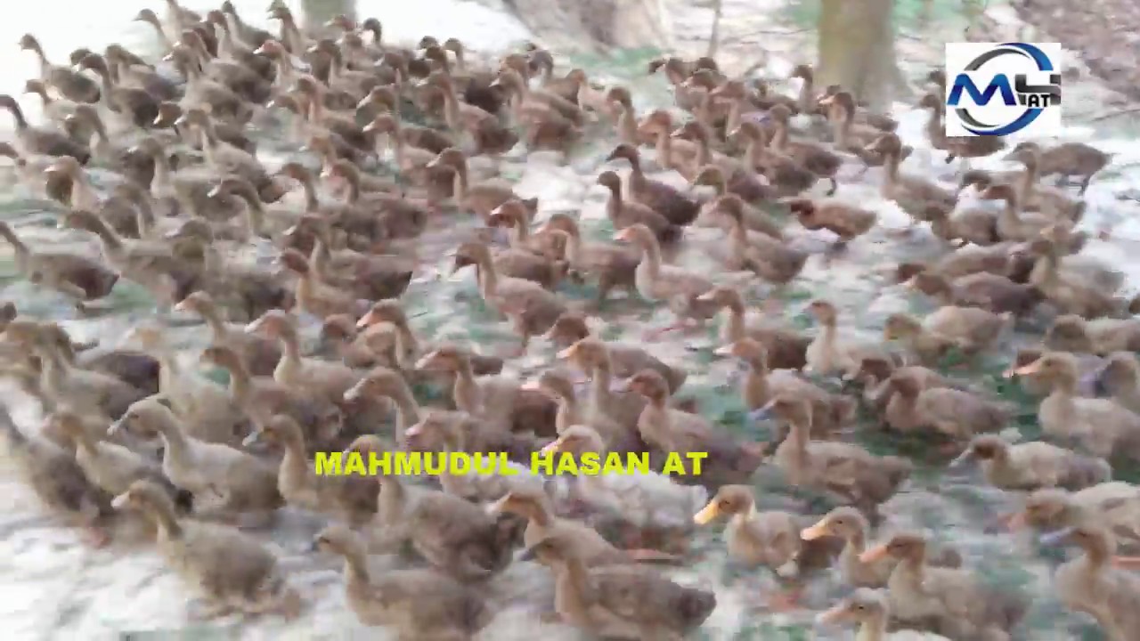 ১৫০০ হাঁসের খামার // ভালো লাগার মতো একটি ভিডিও // bangladeshi duck ...