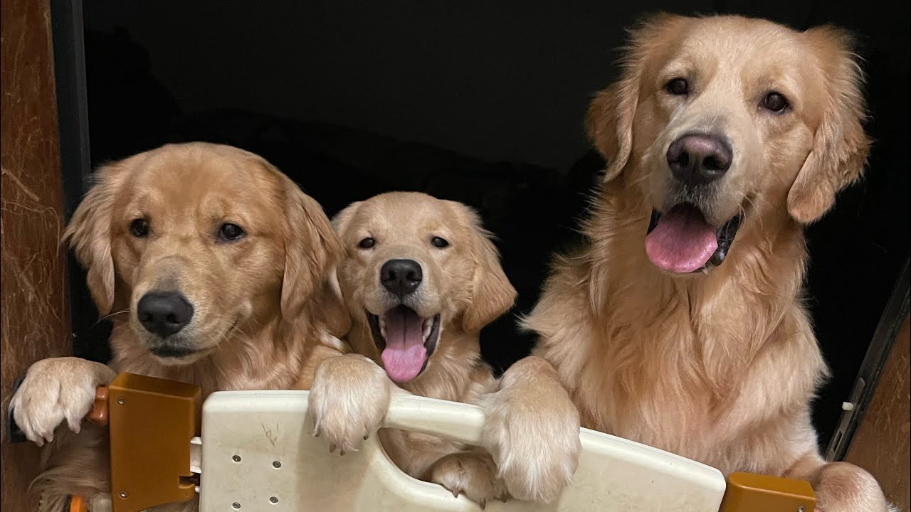 BABYSDOG #71 - MEG E BRUNO MELHOR - YouTube