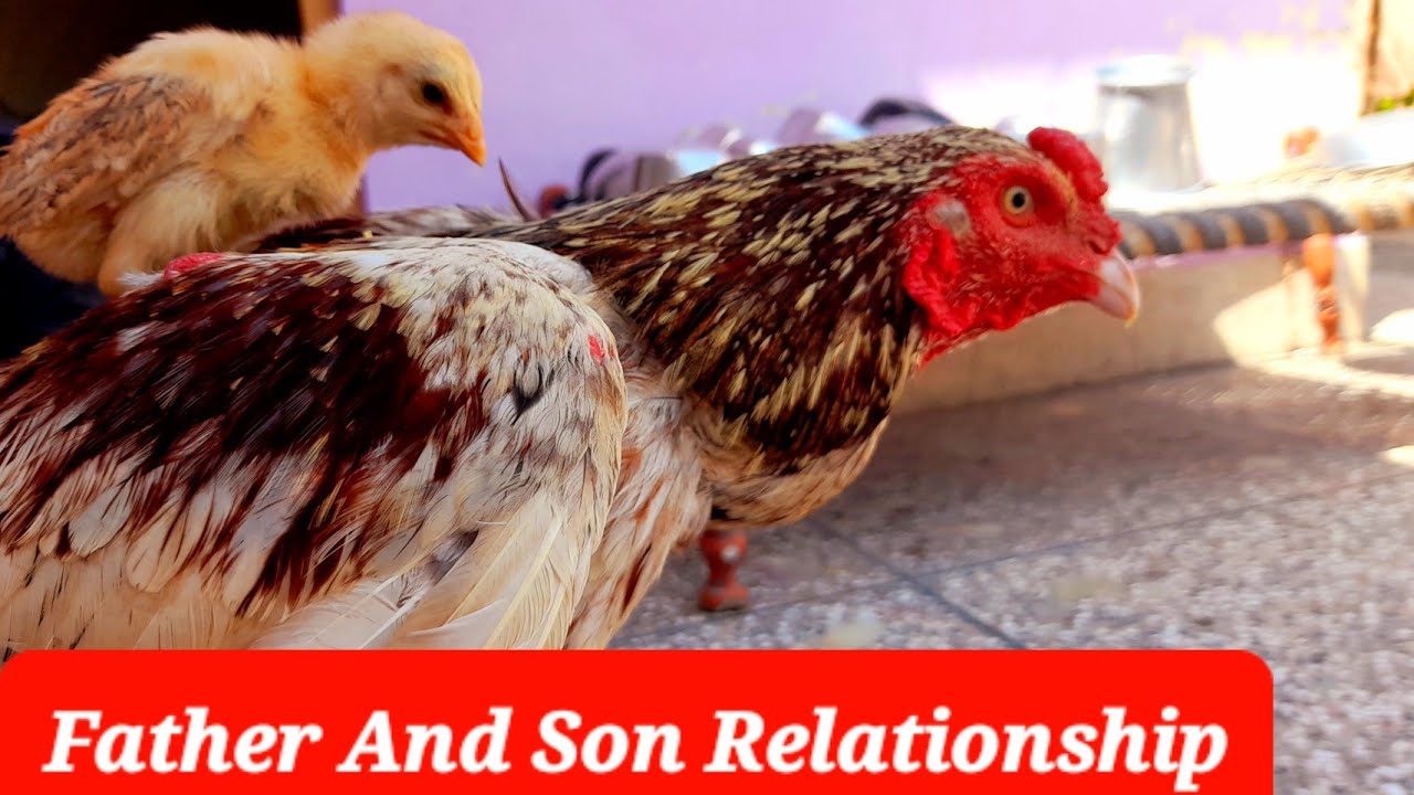 Aseel Father And Son Relationship || Duckling Swimming Morning Routine ...