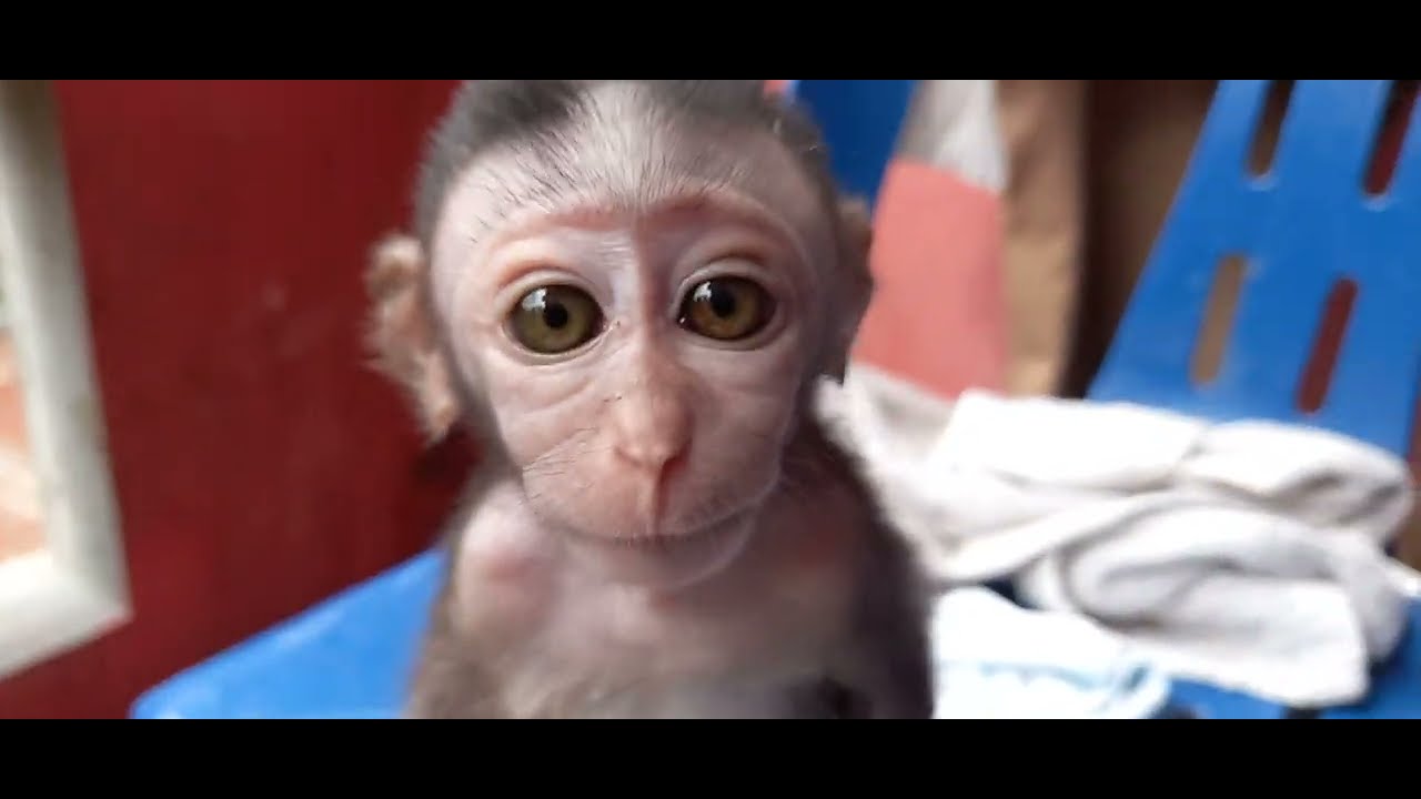Playing and eating with her friends, Poppy is very happy and excited. # ...