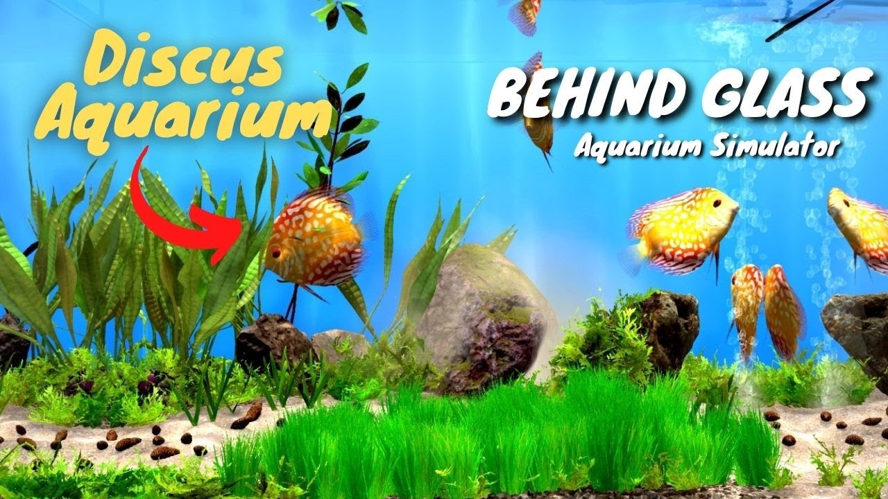🐠 Discus aquarium | Behind Glass: Aquarium Simulator | Gameplay - YouTube