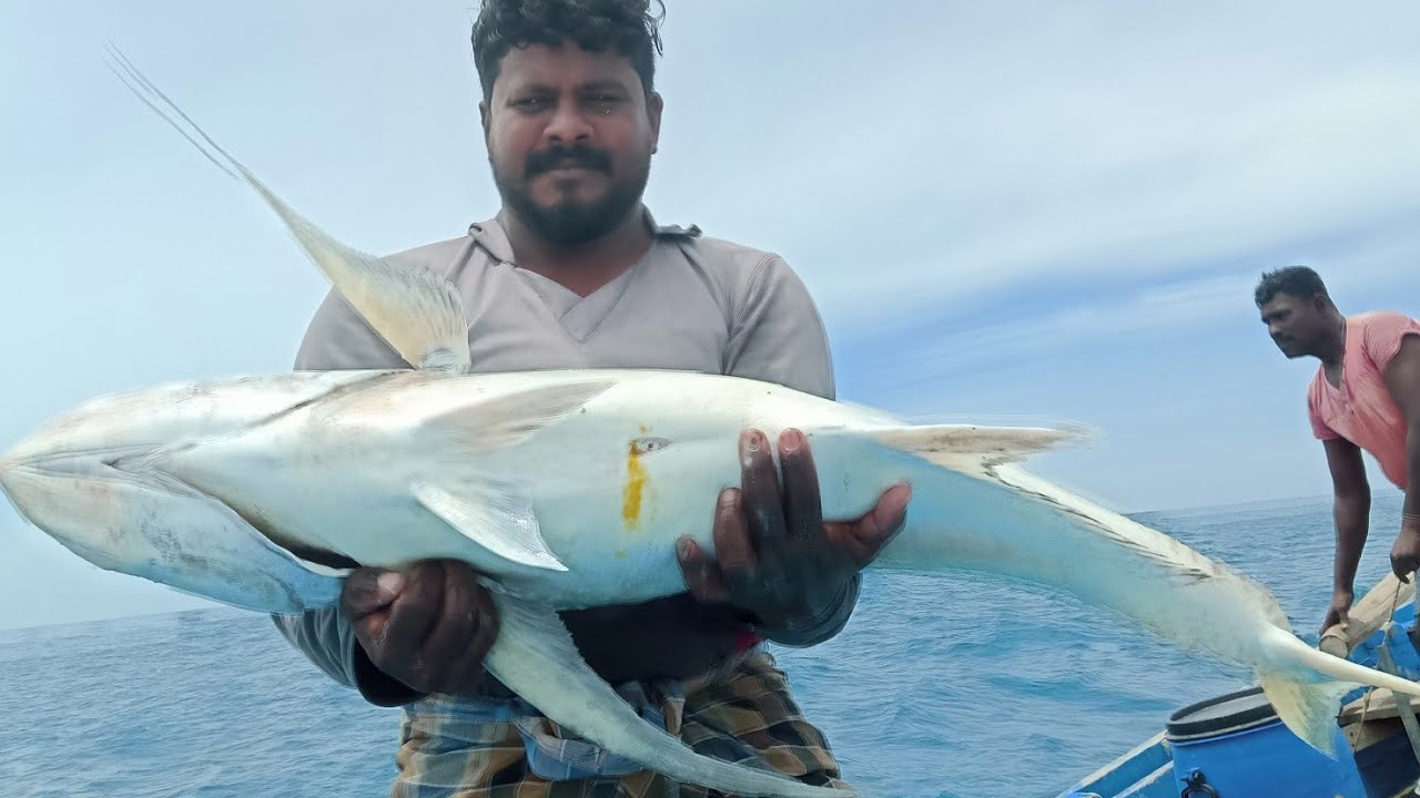 ராட்சத பாரை மீன் / Giant trevally fish | Tamil | Ungal meenavan - YouTube