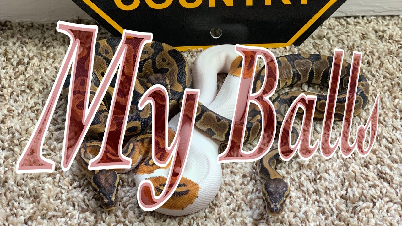 My Ball Python Collection(Part 1) - YouTube
