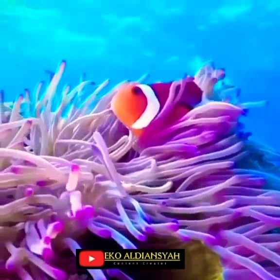 Keindahan bawah laut ikan nemo di Pulau pahawang lampung #nature # ...