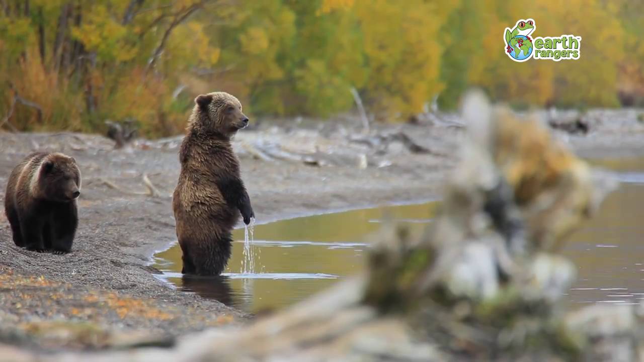 Funny Talking Animals - YouTube