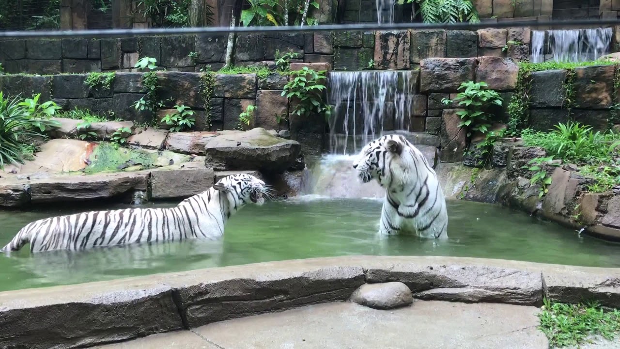 White tigers @Sunway Lagoon - YouTube
