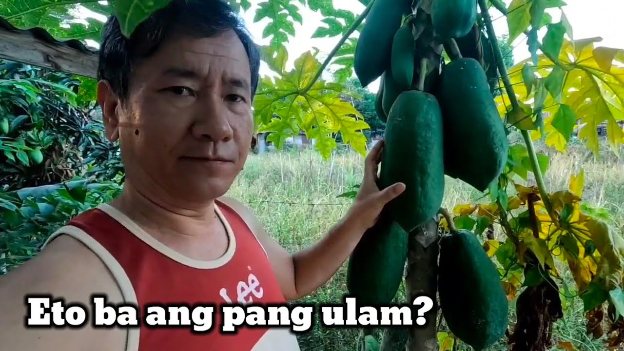 Balik Probinsya. Fresh from the Garden Pang ulam - YouTube