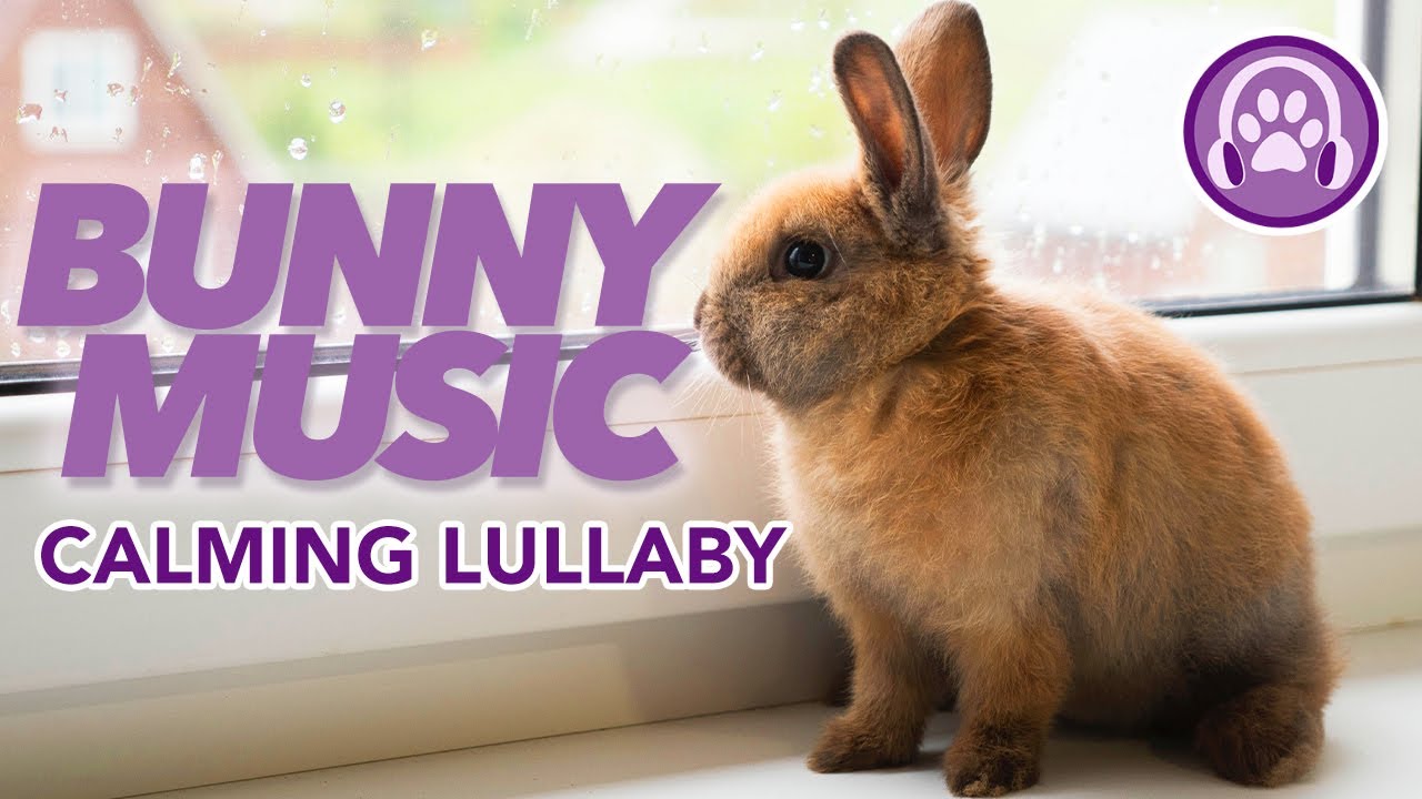 Music for Rabbits - Instantly Calm and Soothe Your Anxious Bunny 🐰 ...