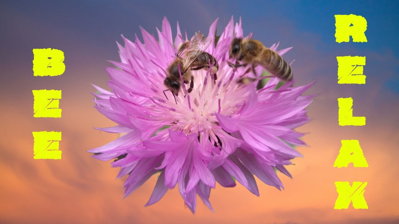 BEE RELAX - YouTube
