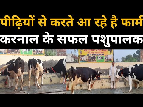 करनाल में कैसे करते है पशुओं का रख रखाव/dairy farm karnal/hf cow karnal ...
