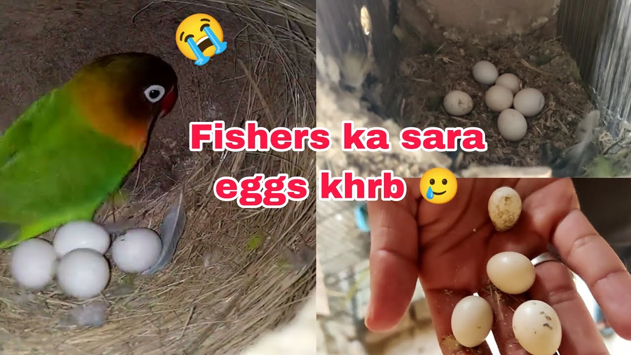 Eggs khrb ho gaha. - YouTube