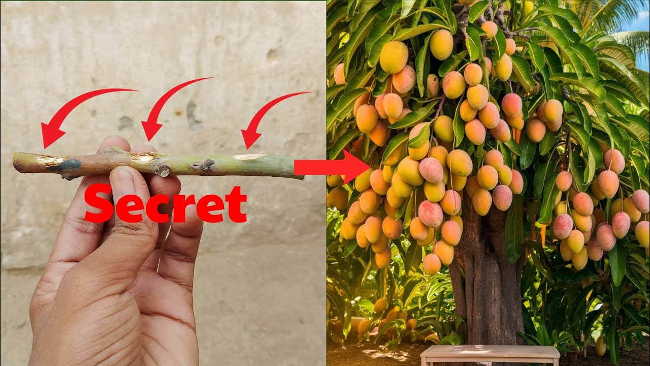 Mango Magic: Transform Cuttings into Fruiting Mango Trees" - YouTube