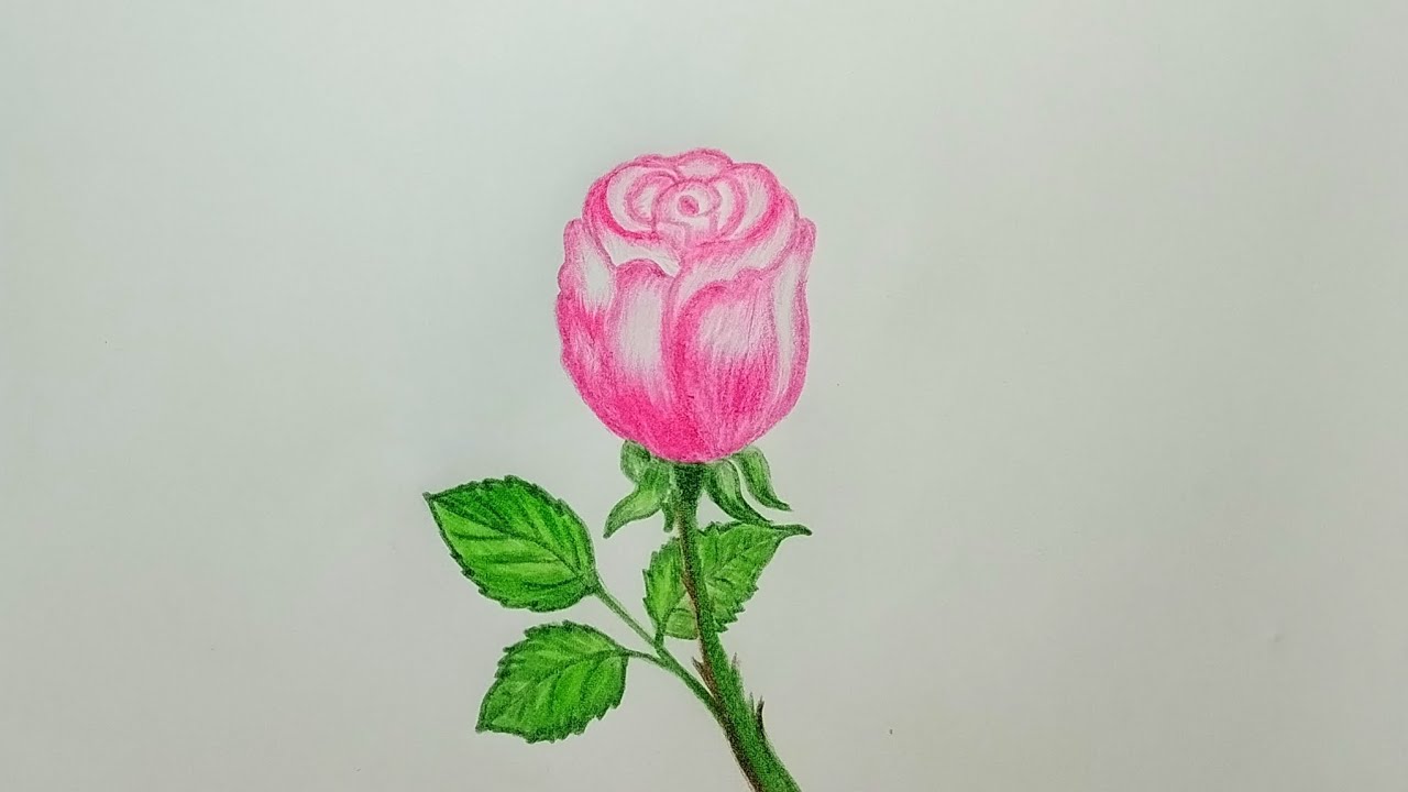 How to draw a rose flower step by step for beginners /গোলাপ ফুল আঁকা ...