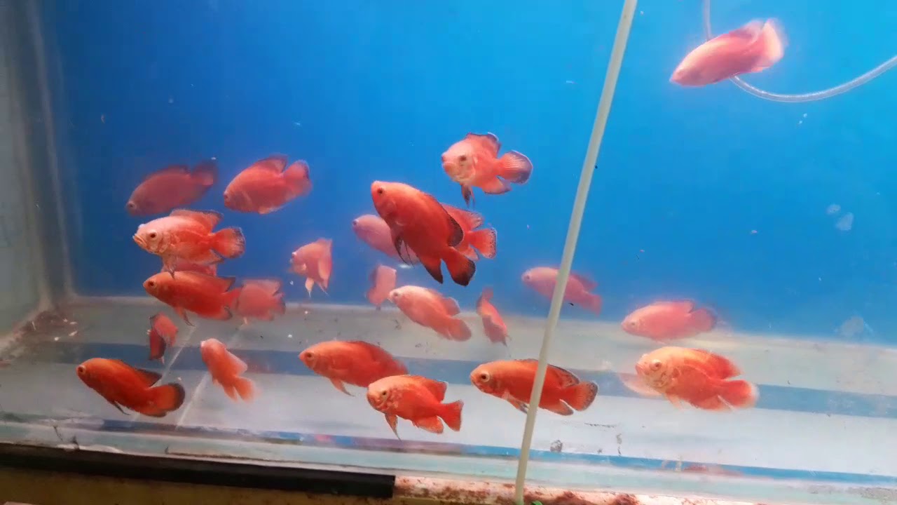 Super Red Fire Oscar - YouTube