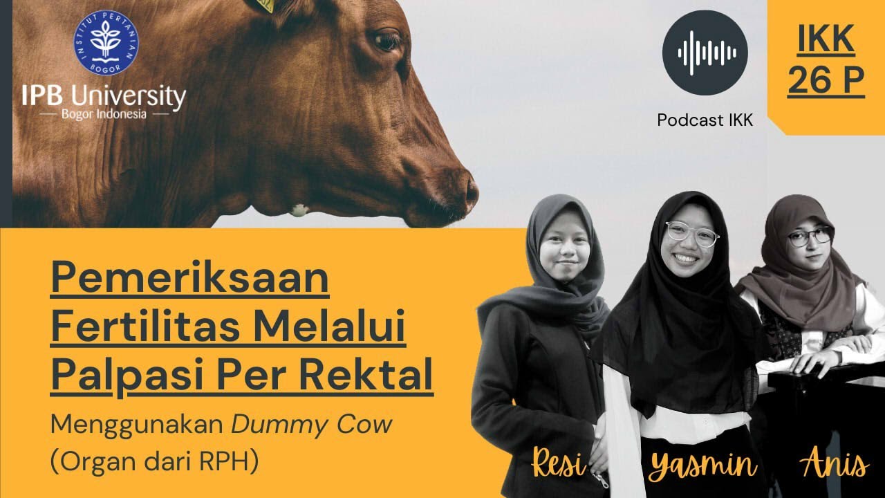 26Dp2 palpasi per rektal menggunakan Dummy Cow UAS - YouTube