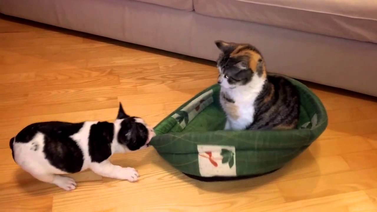 Наглый кот | Lippy cat - YouTube