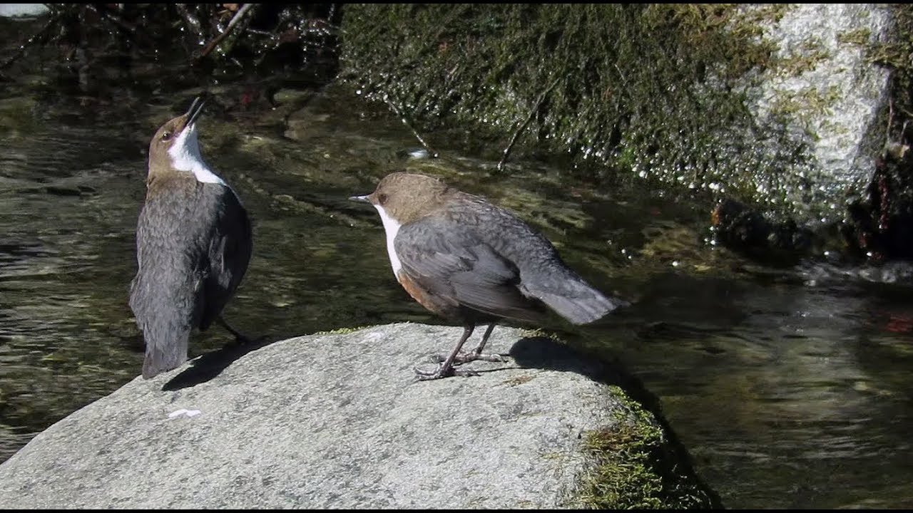 Courtship display of Red-bellied Dipper - Cinclus cinclus aquaticus ...