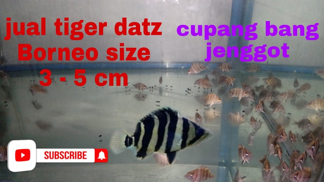 Jual tiger datz borneo - YouTube
