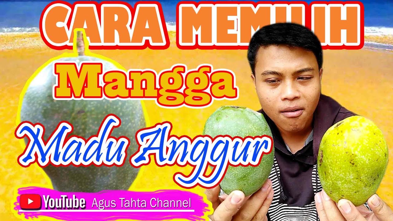 Cara Memilih Dan Membedakan Mangga Madu Anggur dengan Mangga Madu Biasa ...