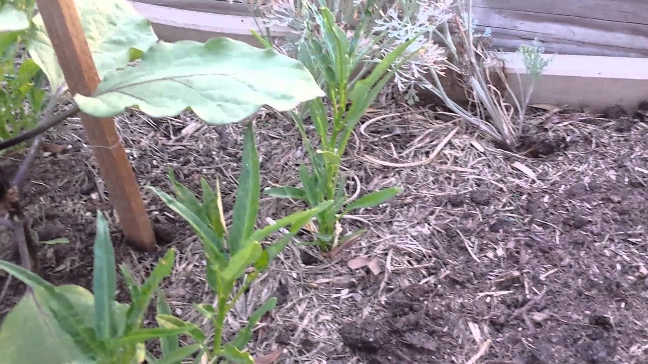 Ong Choy aka Asian Water Spinach Pt.4-Wrinkle Leaves - YouTube