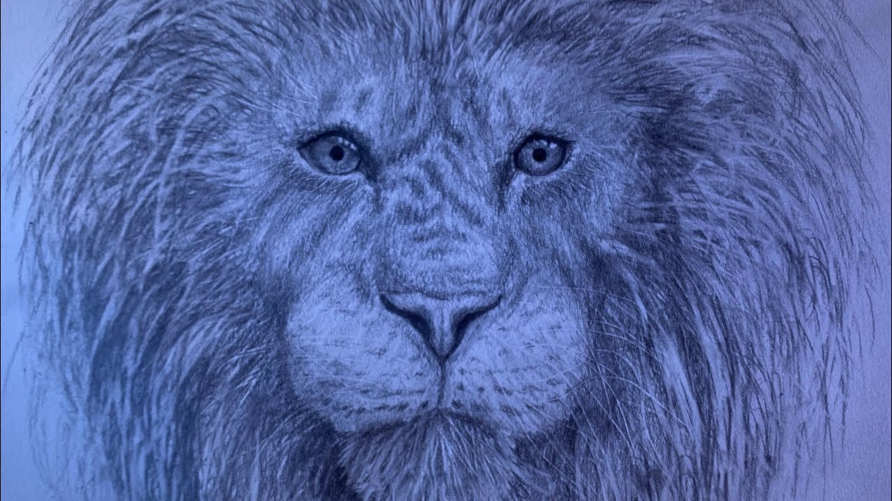 How to Draw A Super Realistic Lion - YouTube
