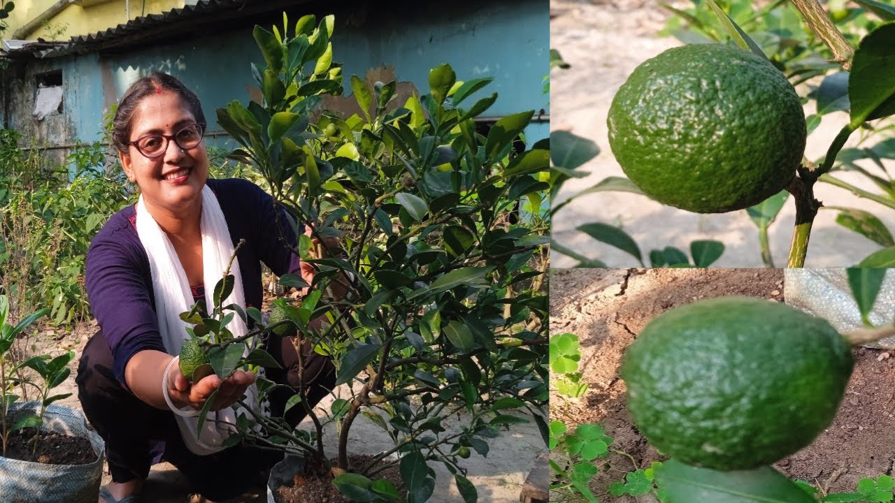 Pakistani komola lebu - YouTube