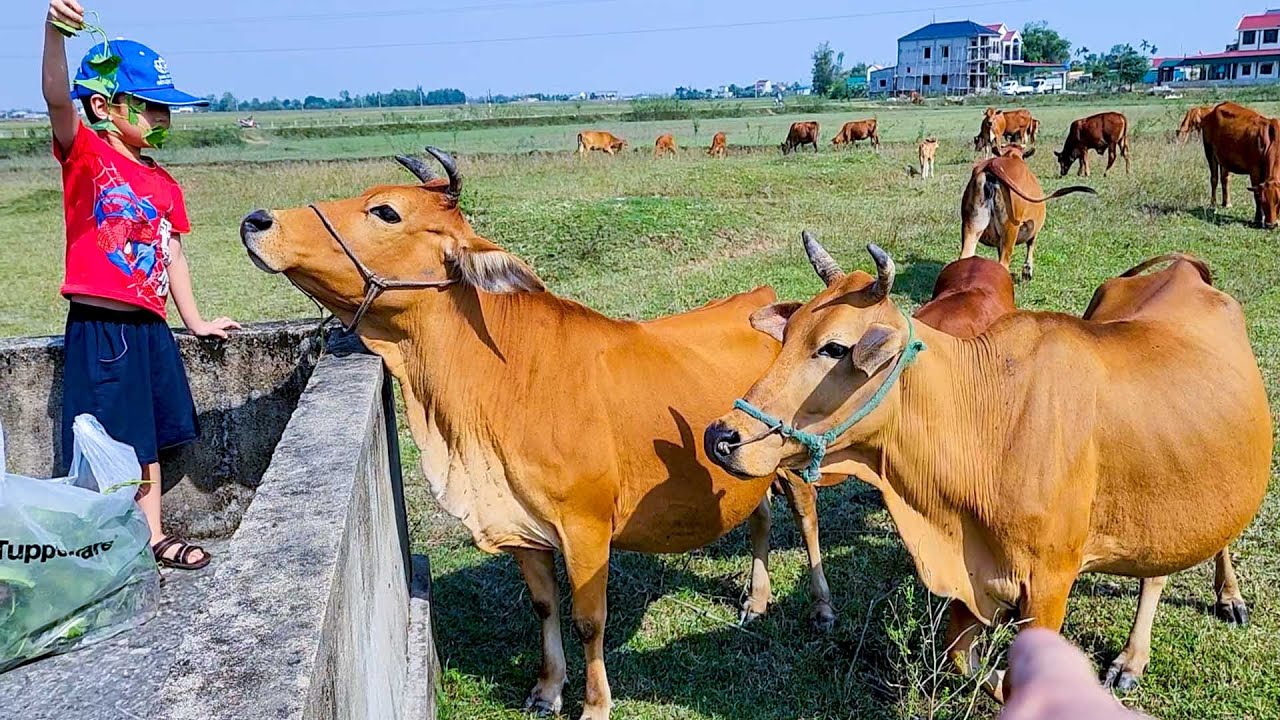 con bò - nhạc con bò - đi chăn bò - bài hát con bò - YouTube