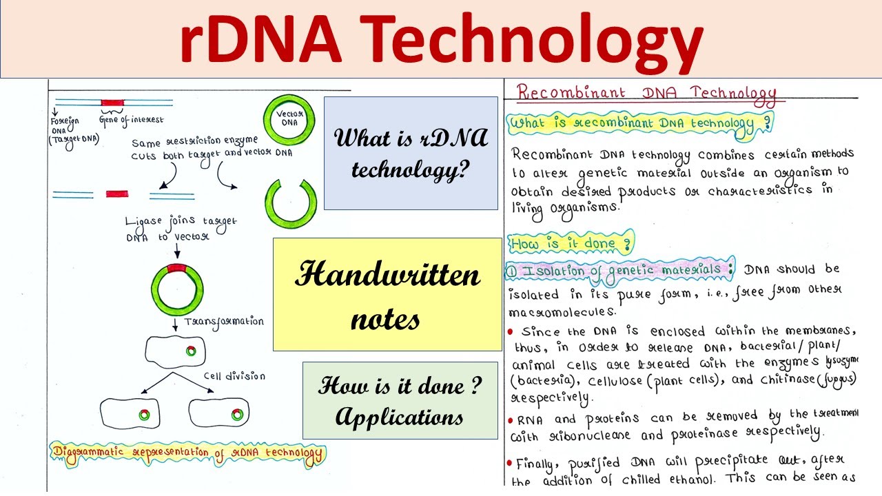 Recombinant DNA Technology | How is it done | Applications - YouTube