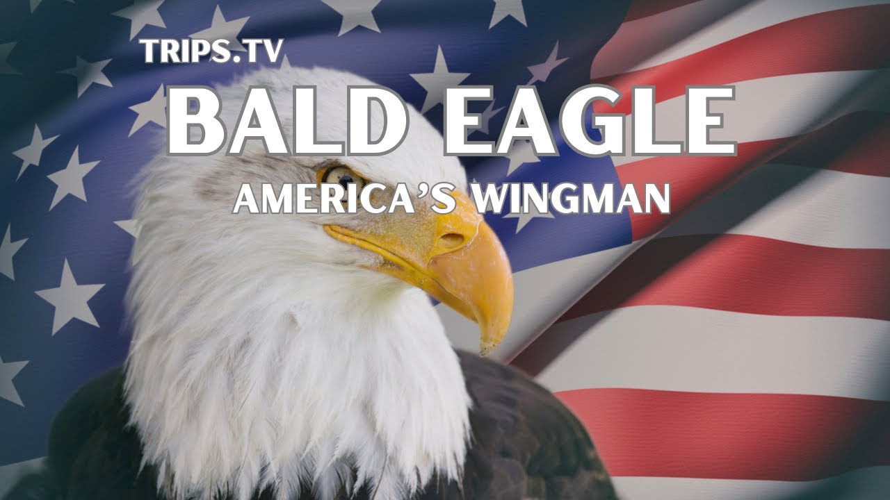 Bald Eagle - America's Wingman - Trips TV - YouTube