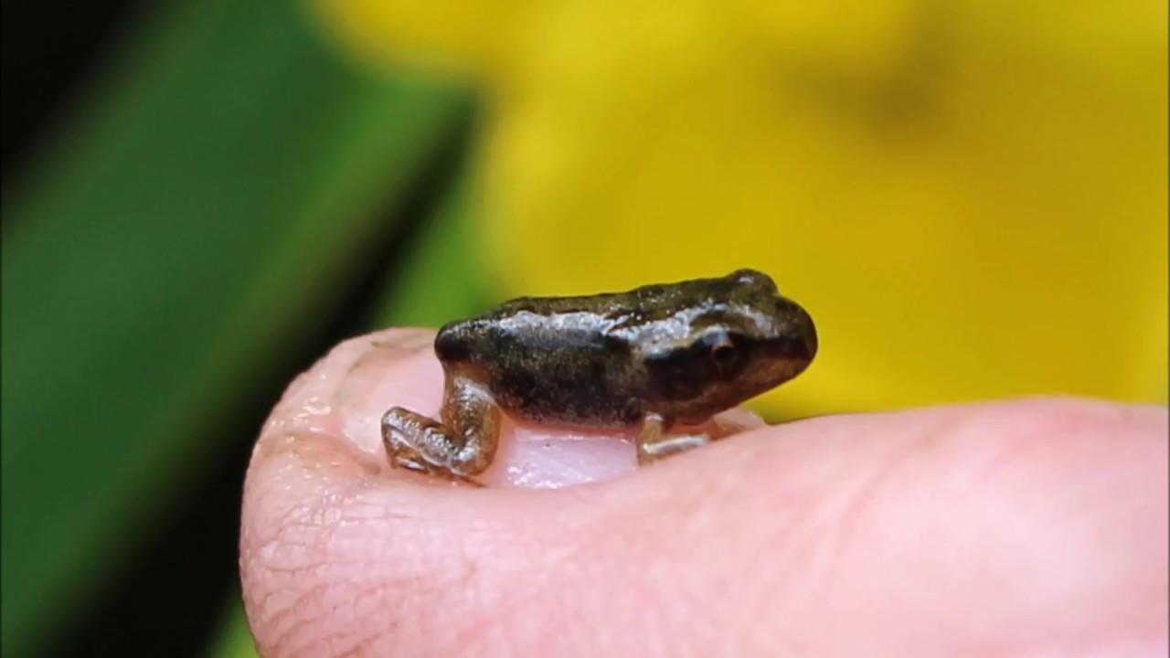 Baby frogs are the cutest thing ever - YouTube