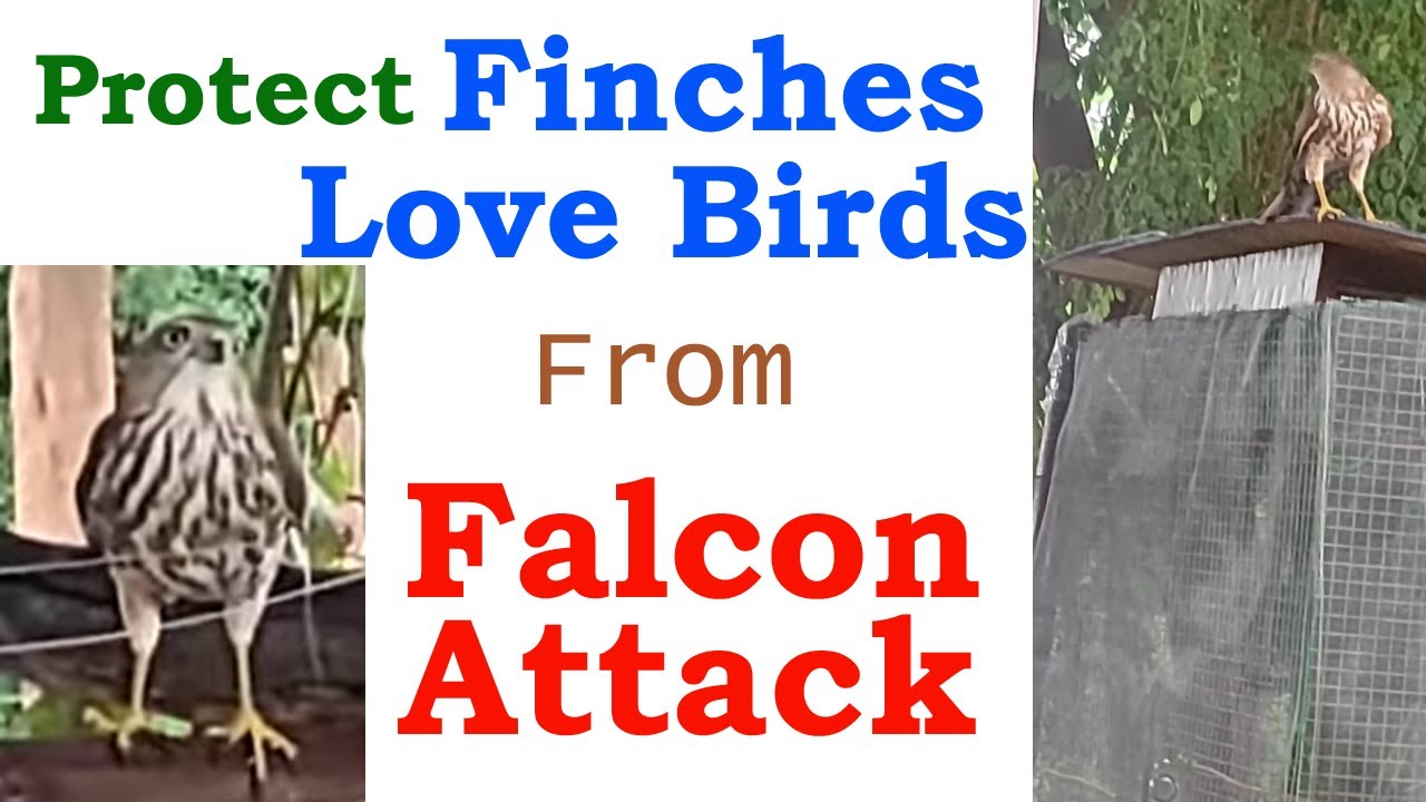 Falcon attacking Finches and Lovebirds, They escaped from Falcon attack ...
