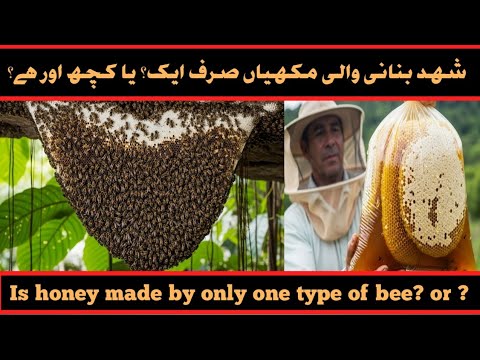 Types of Honey Bees in Pakistan 🐝 | Wild vs Farm Bees | Shehad bananay ...