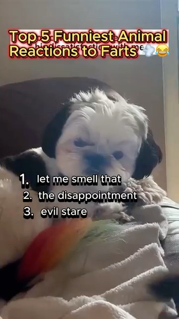 the Top 5 Funniest Animal Reactions to Farts caught on camera. - YouTube