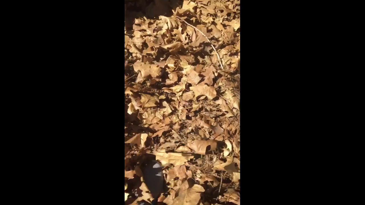 Asmr leaf stomping - YouTube