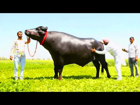 10 Most Unique Bulls in the World!