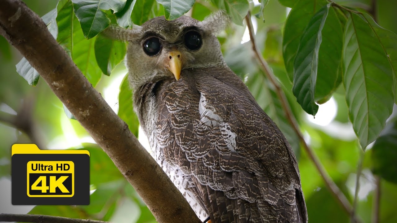 The least common large Borneo owls | Barred Eagle-Owl | Birds of Borneo ...
