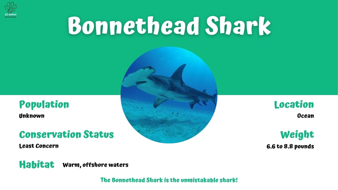 Bonnethead Shark - Bonnetheads are the only hammerhead sharks that use ...