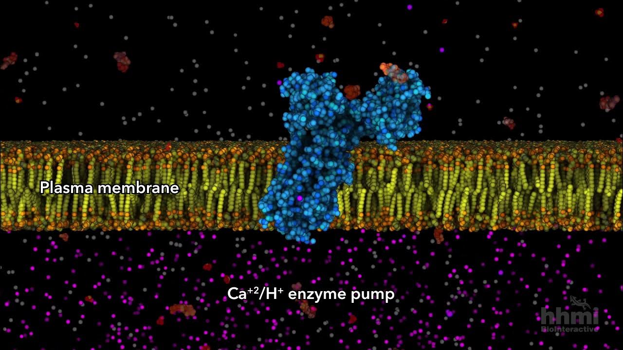 ATP in Use | HHMI BioInteractive Video - YouTube