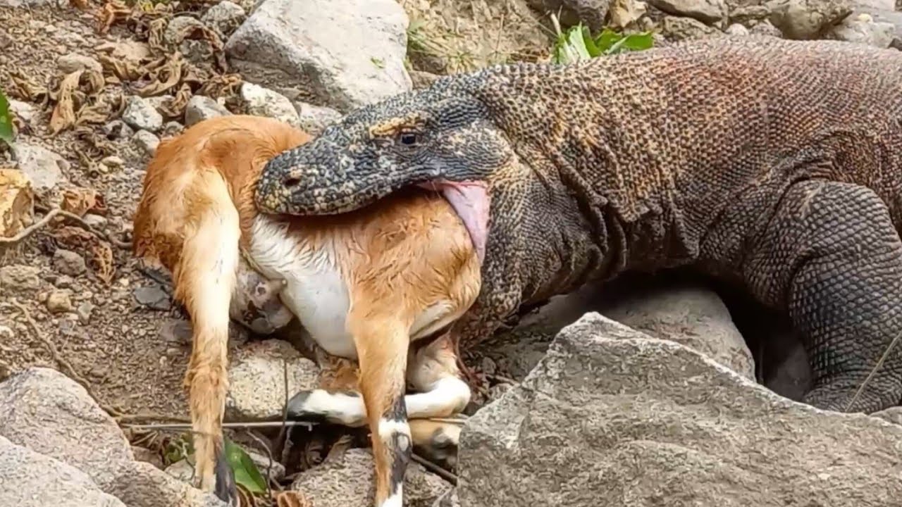 "Hunting Wild Goats in Disguise – Unbelievable Tactics Revealed! 😱 ...