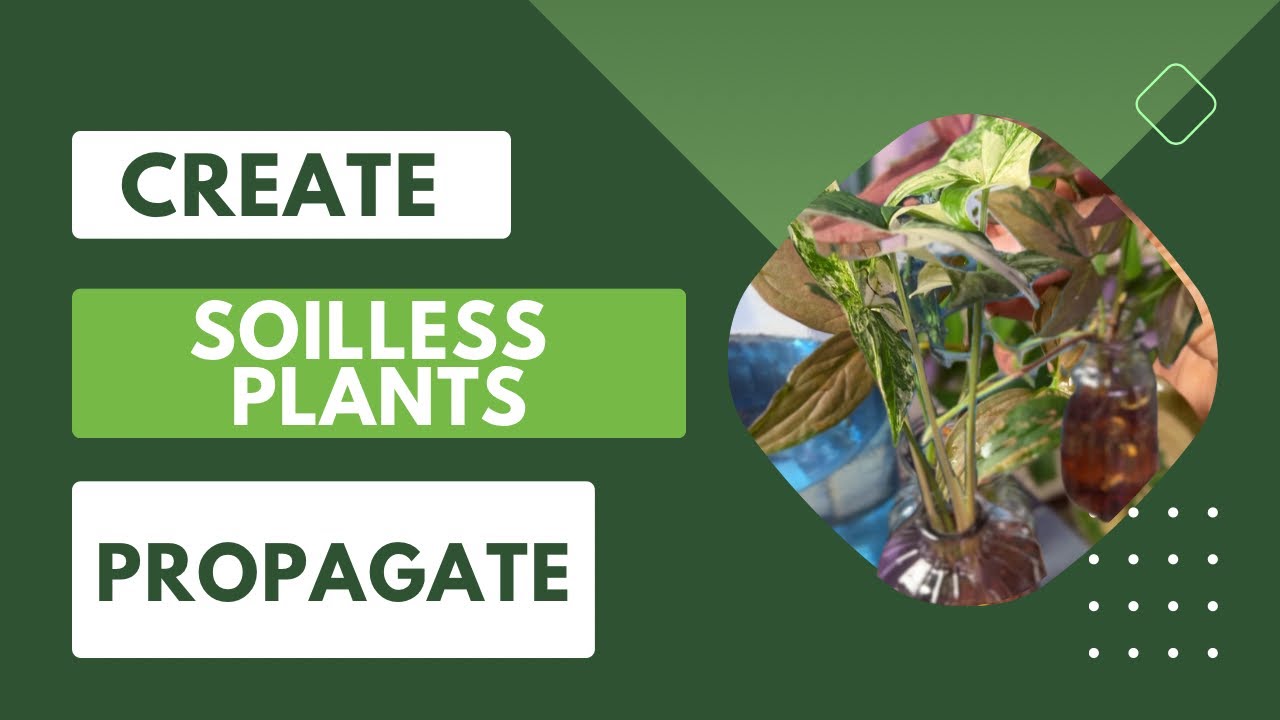 Grow Your Own Soilless Plant Collection! - YouTube