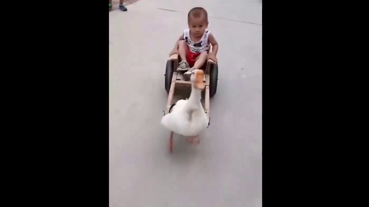 BECAK BEBEK VIDEO LUCU - YouTube